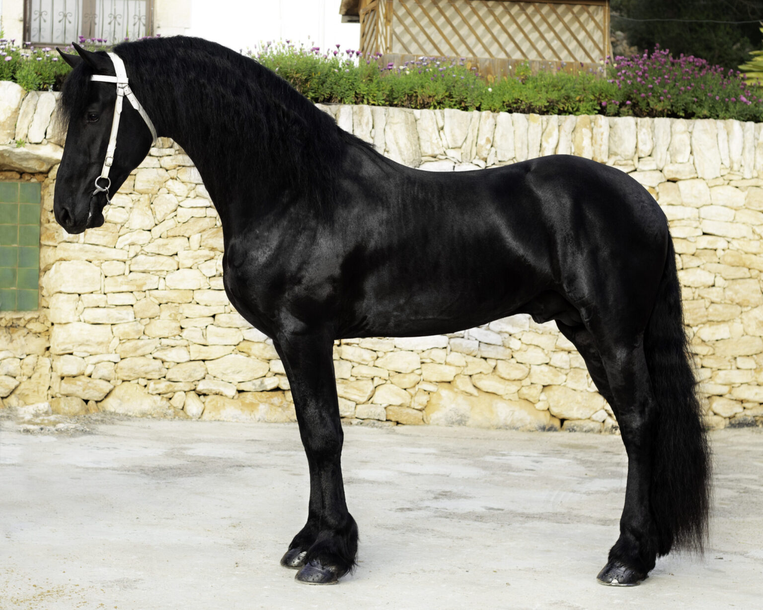 Frisones de la Cruz – Venta de Caballo Frison – Frisones Spain – Just ...