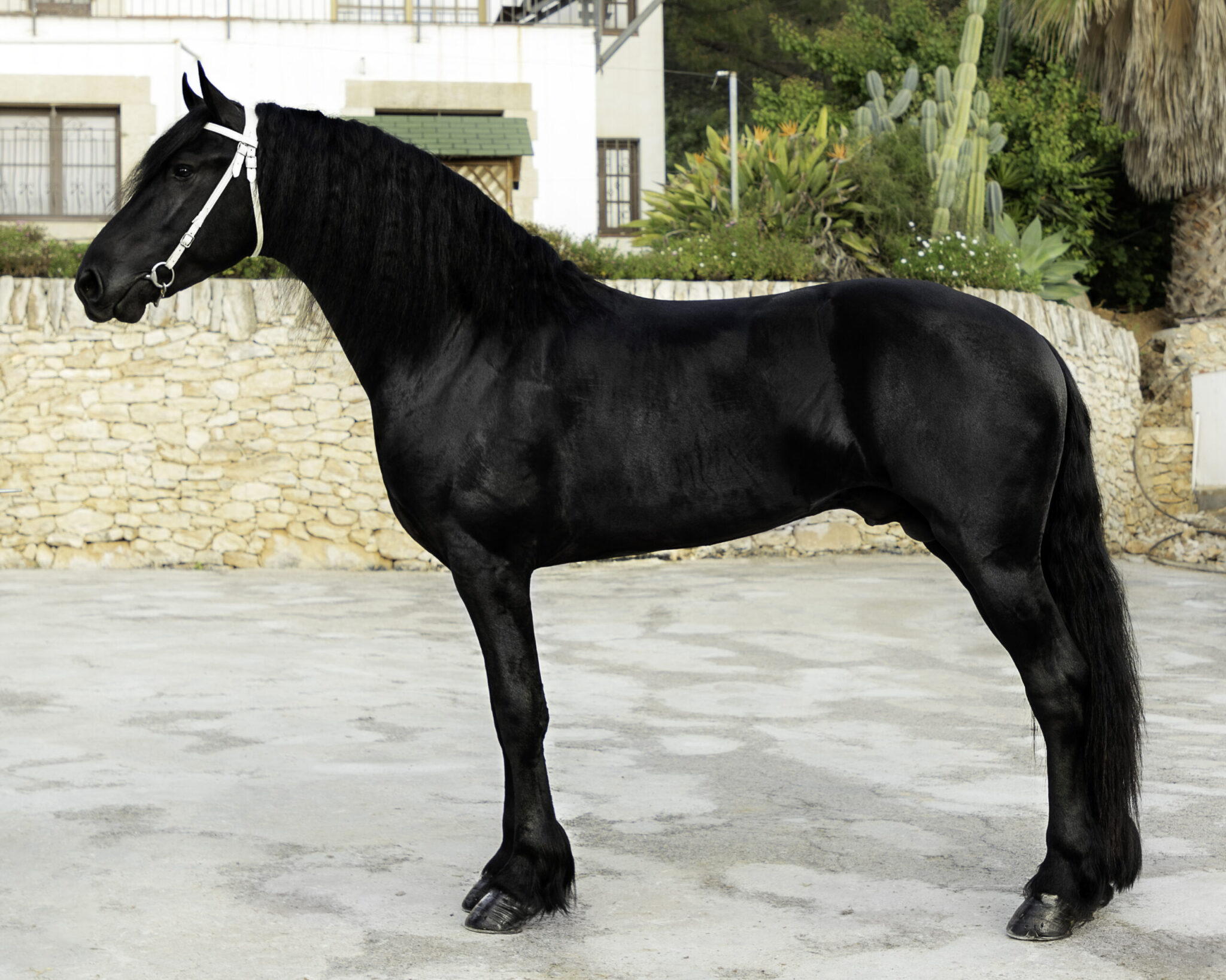 Frisones de la Cruz – Venta de Caballo Frison – Frisones Spain – Just ...